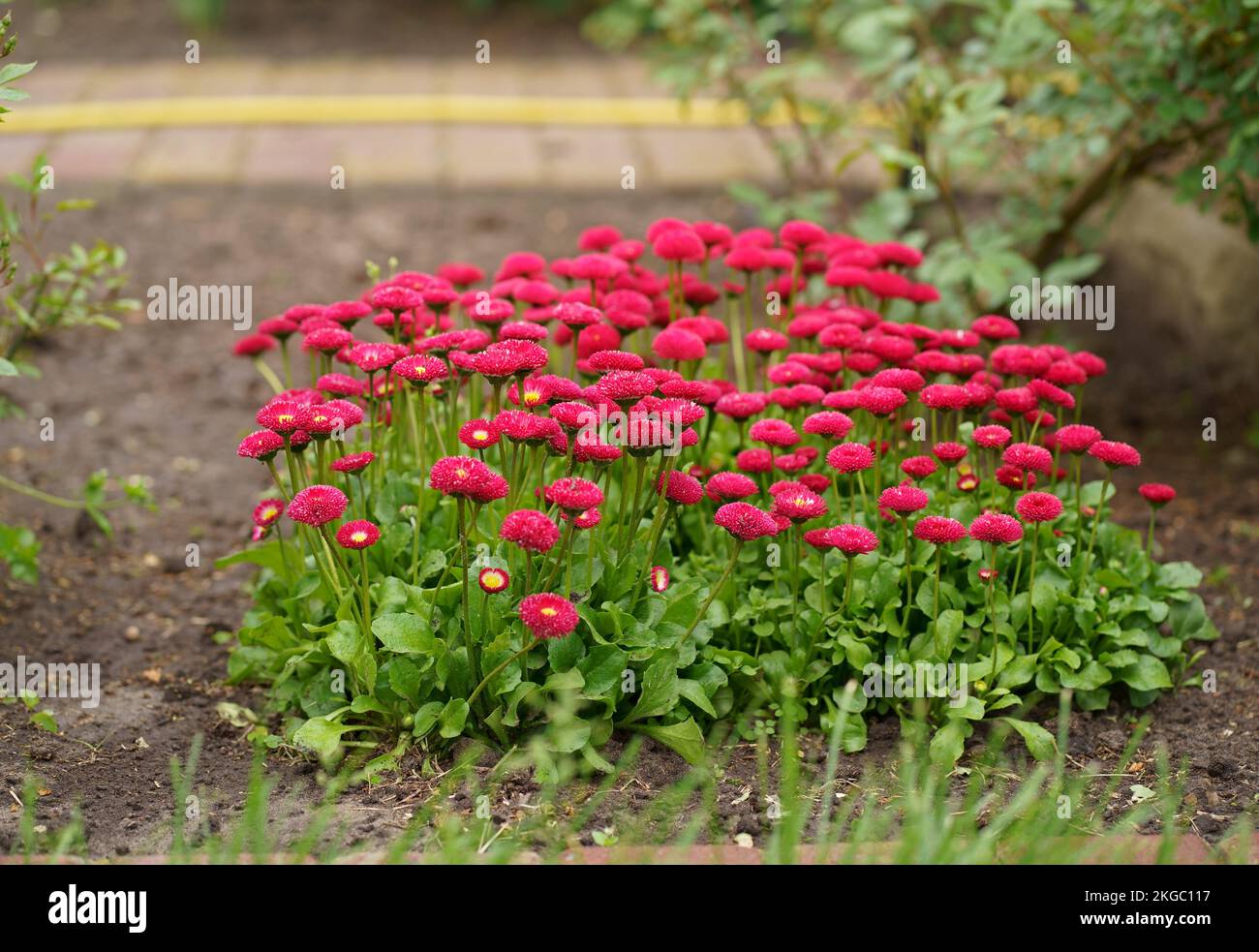 Red English daisy in a pot on a windowsill. Red meadow daisy - Bellis ...