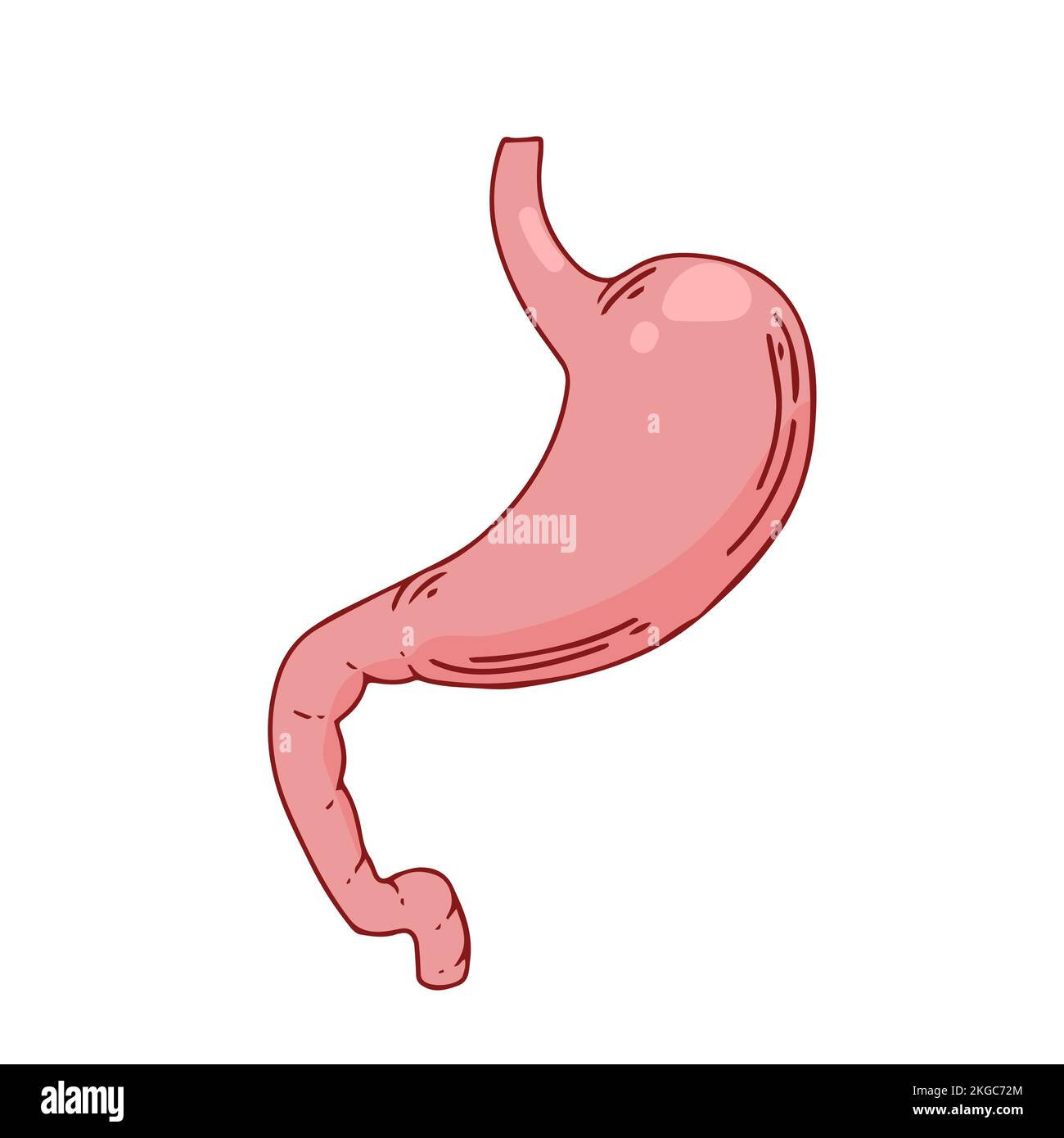 Human stomach. Internal organ, anatomy. Vector cartoon flat icon ...