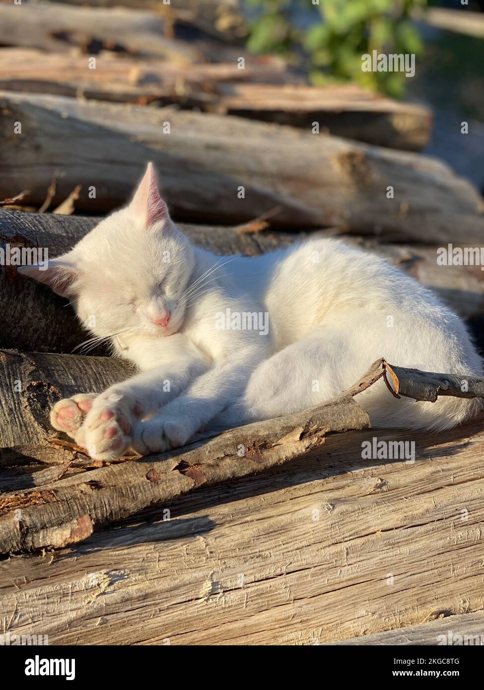 A white street cat sleeping on wood logs Stock Photo - Alamy