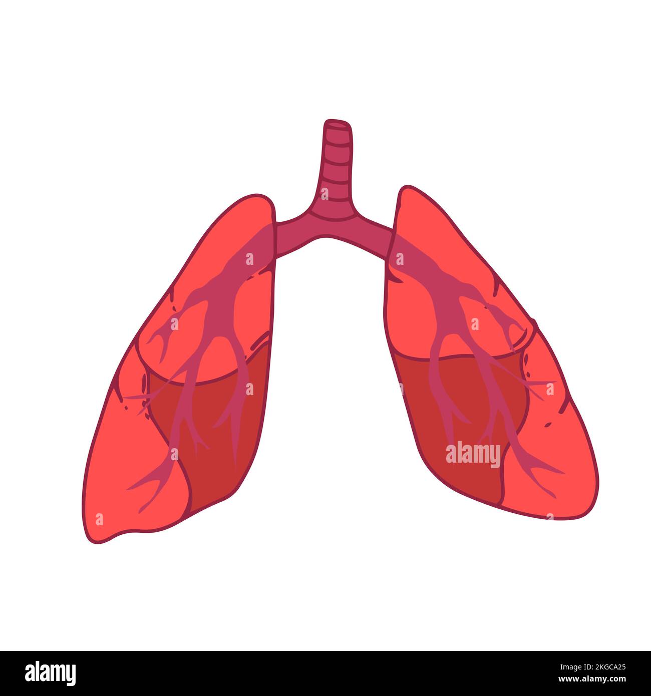 Lungs Human Internal Organ Isolated White Background With Vector ...
