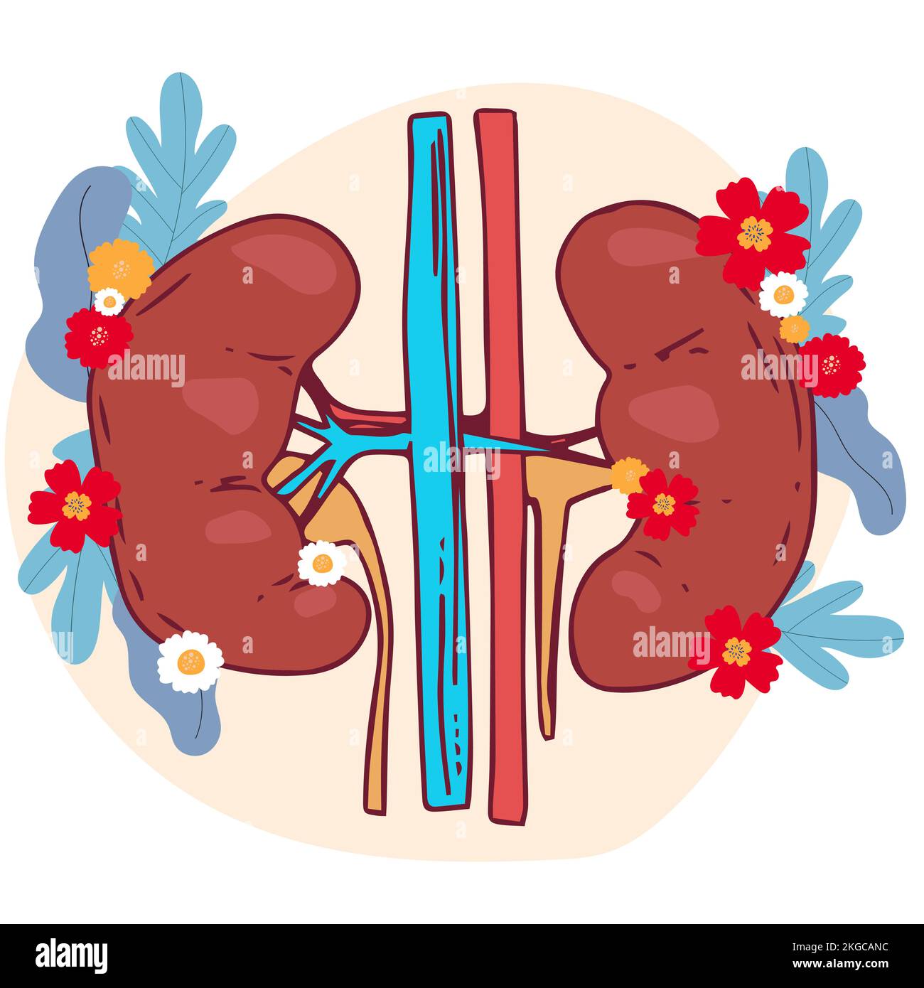 Kidney Vector Illustration Organ Isolated White Background With ...