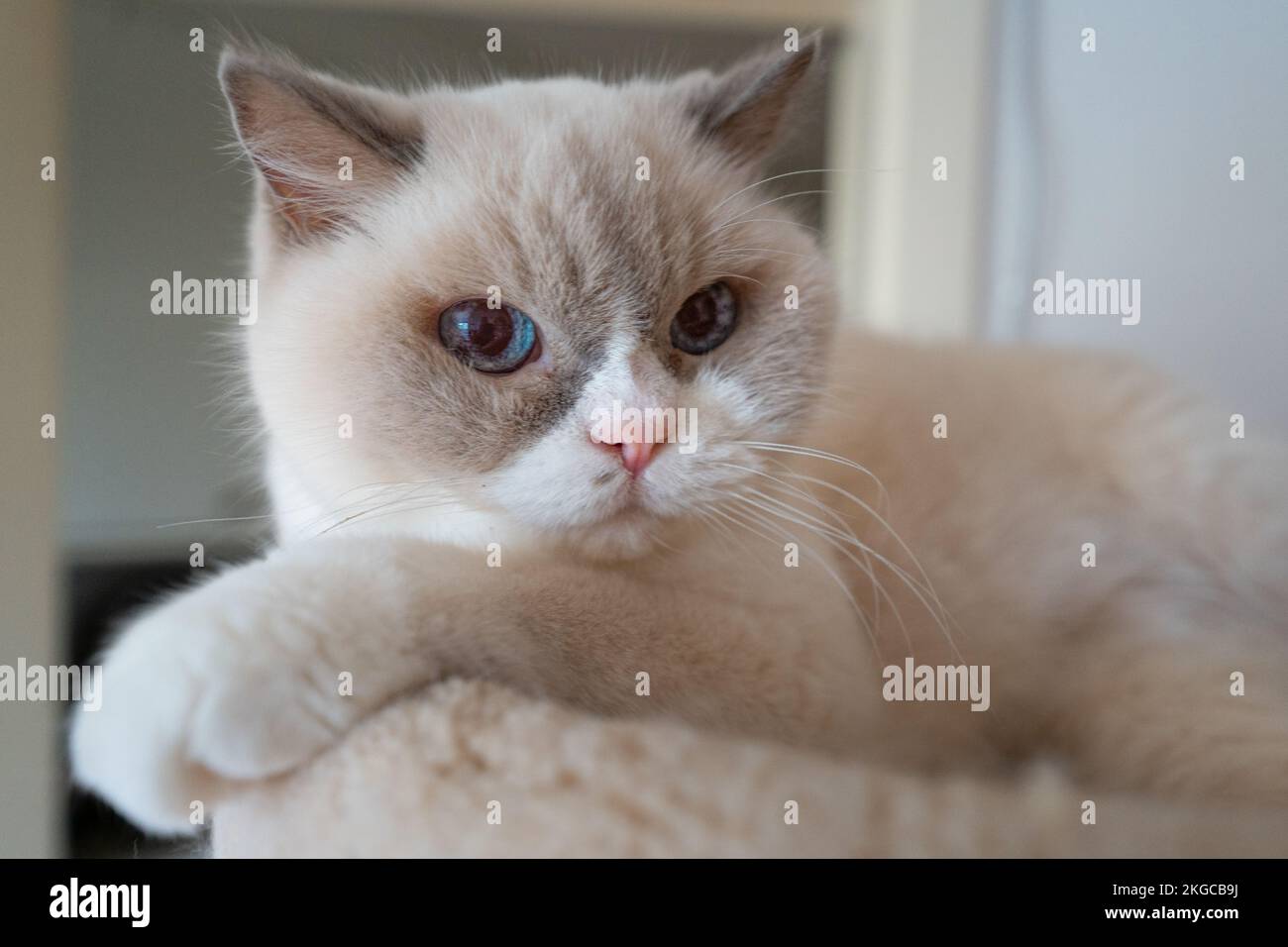 A British Shorthair with blue eyes Stock Photo - Alamy