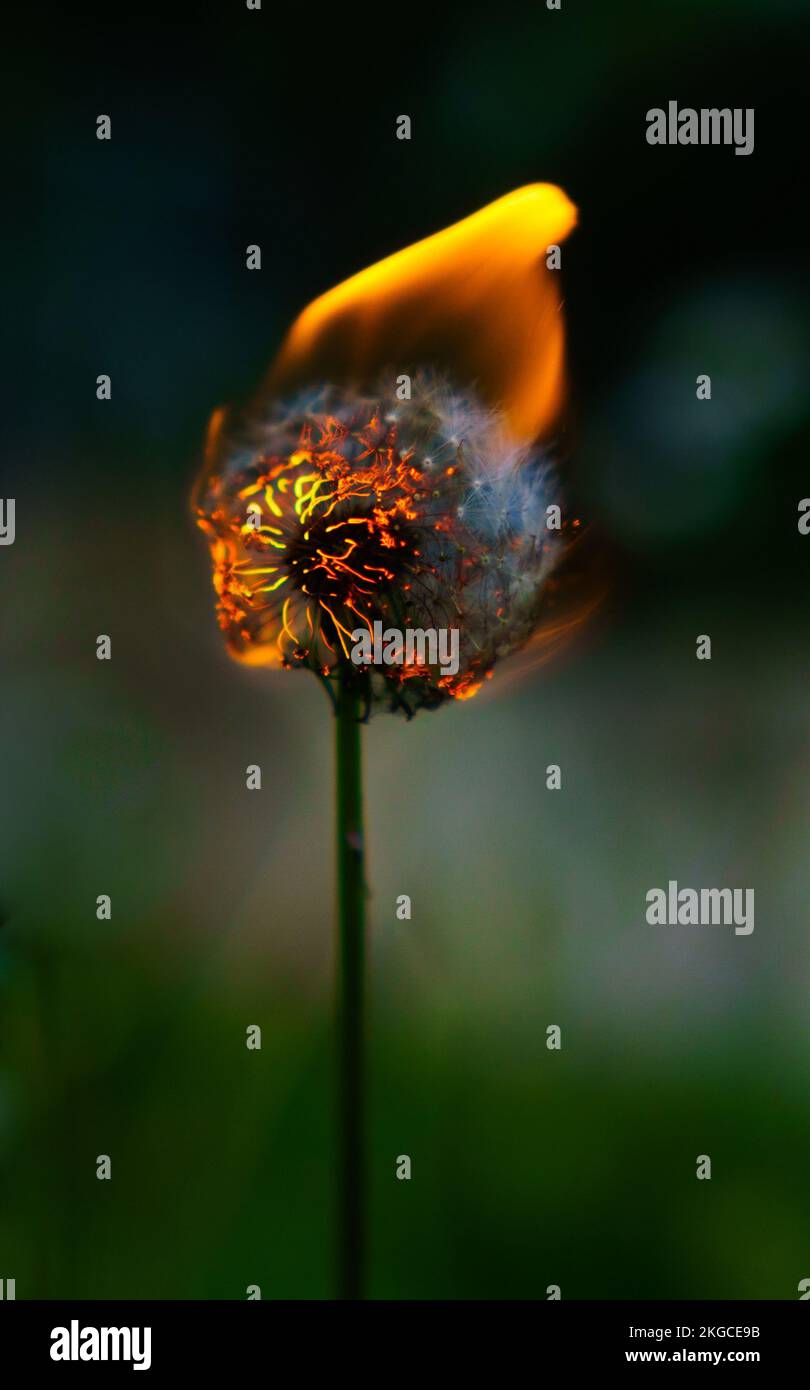 A vertical of a burning dandelion Stock Photo - Alamy
