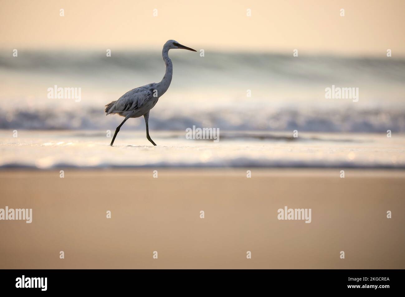 White, egret bird stand on beach. bird in nature. Nature background ...