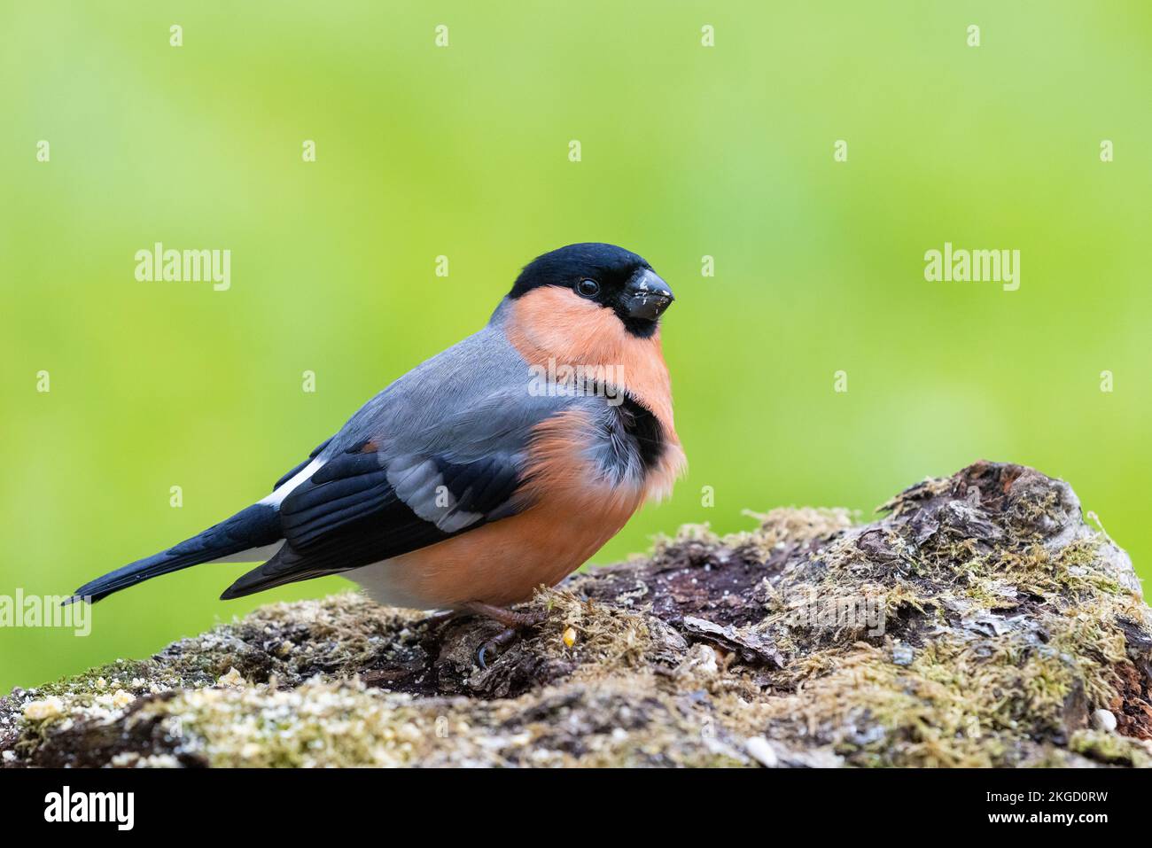 Male Eurasian Bullfinch [ Pyrrhula pyrrhula ] on mossy log with clean ...