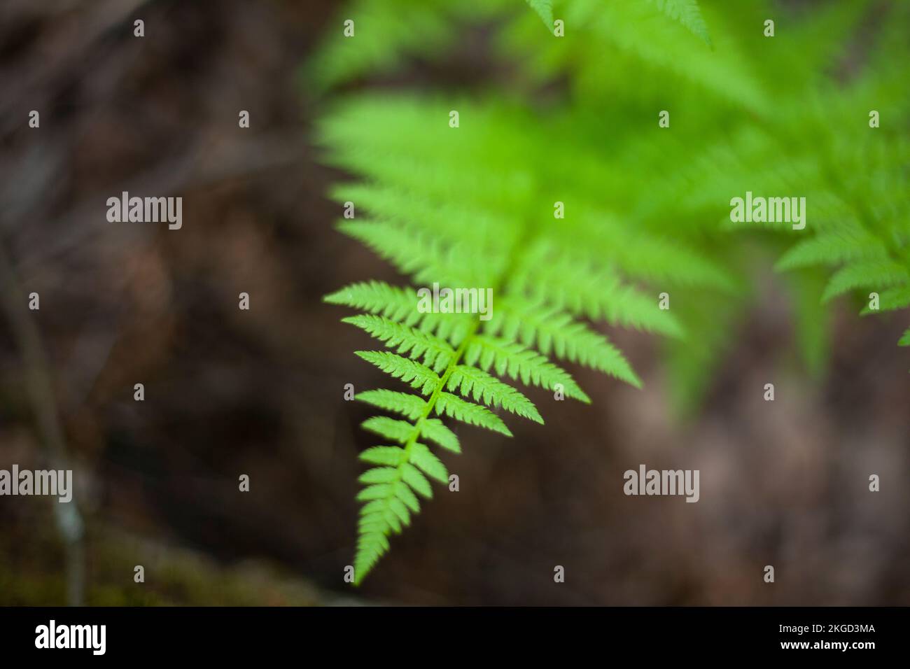 Plant in nature. Green leaf. Forest details. Natural object Stock Photo ...