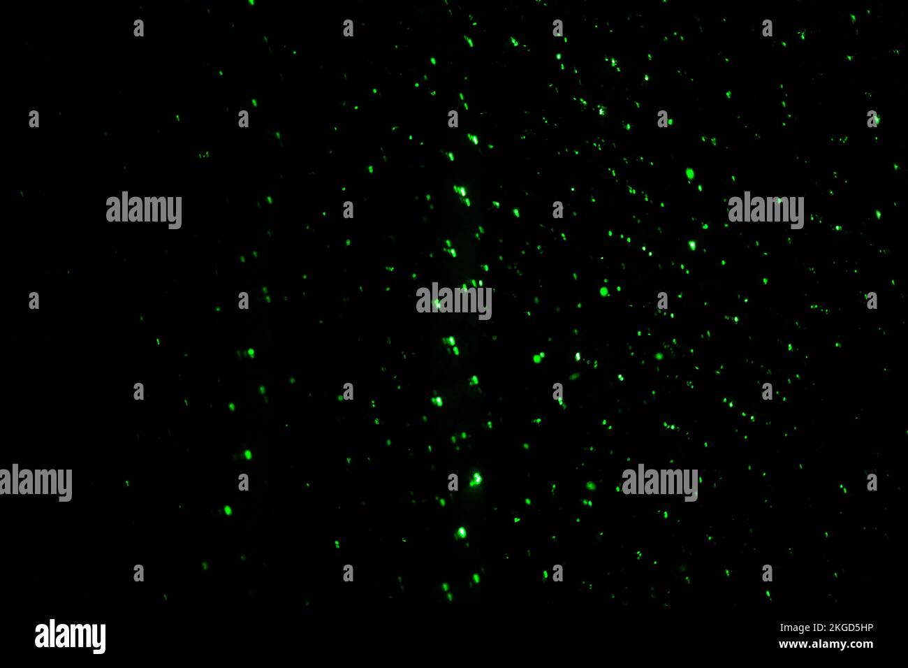 Laser in dark. Green rays on black background. Laser radiation in space ...