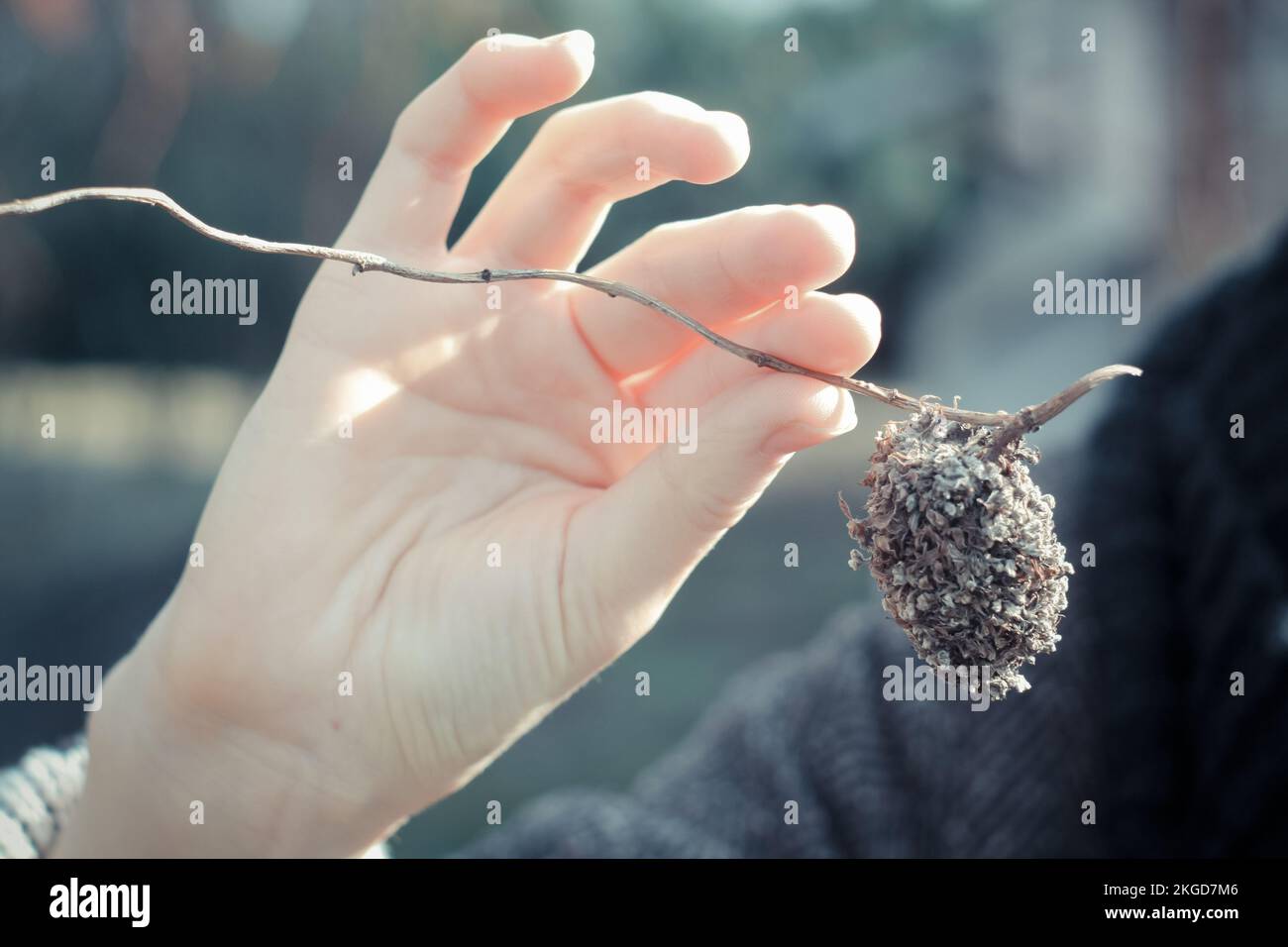 Close up lady hand holding dried plant concept photo Stock Photo - Alamy