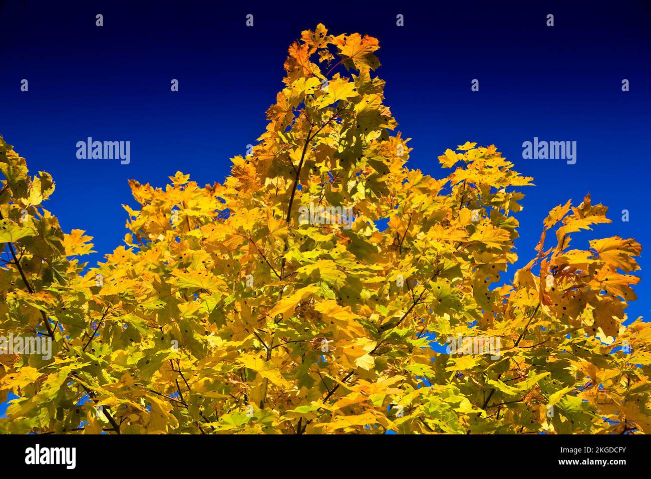 Tall maple tree orange hi-res stock photography and images - Alamy