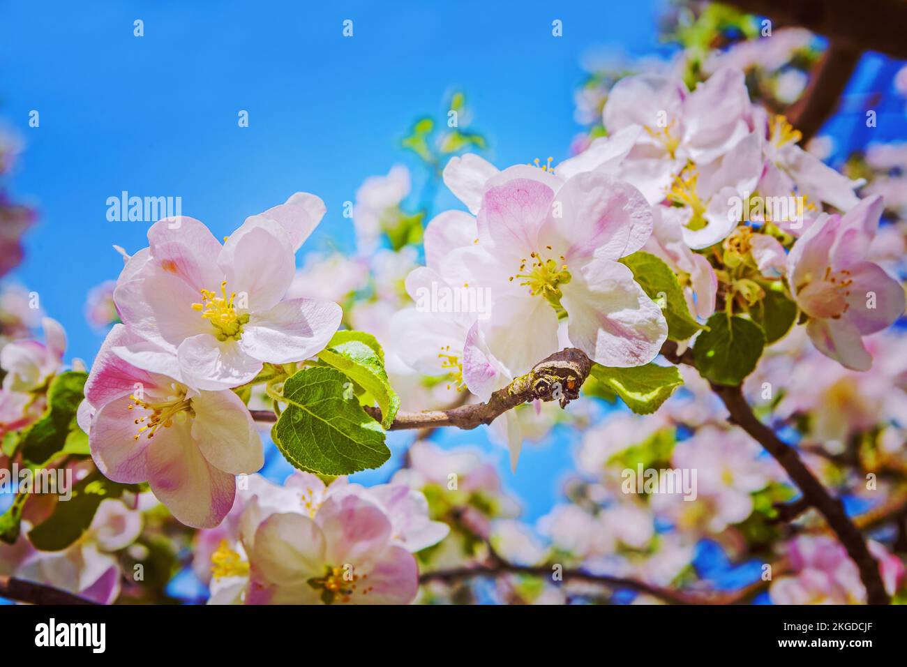 beautiful floral background blossoming apple tre flowers instagram ...