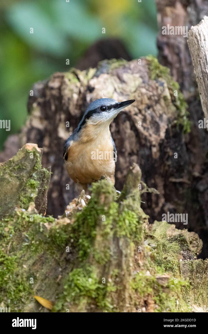 Nuthatch [ Sitta europaea ] on mossy log Stock Photo - Alamy