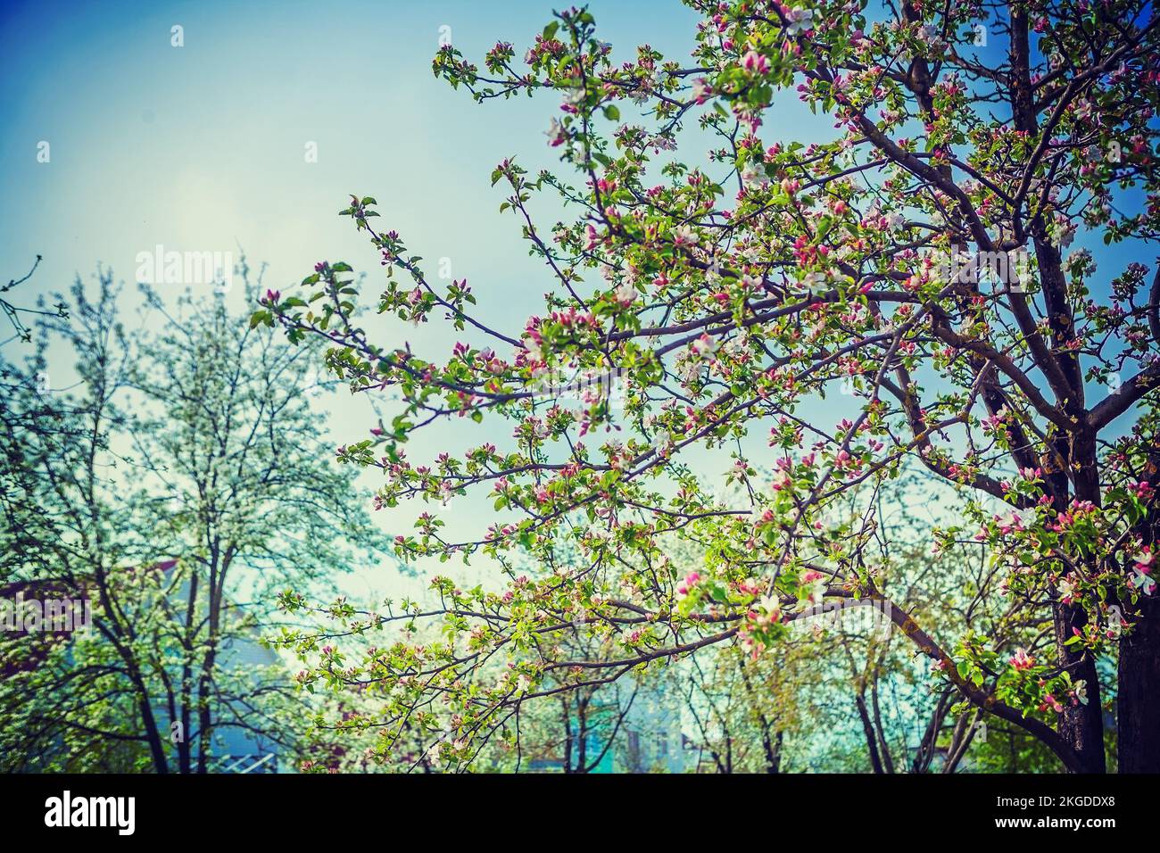 blossoming trees instagram stile Stock Photo - Alamy