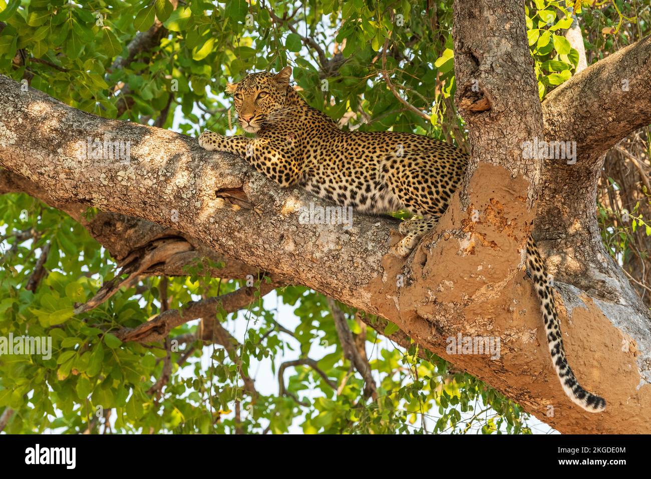 A female leopard in a classic pose in a tree in south luangwa , zambia ...