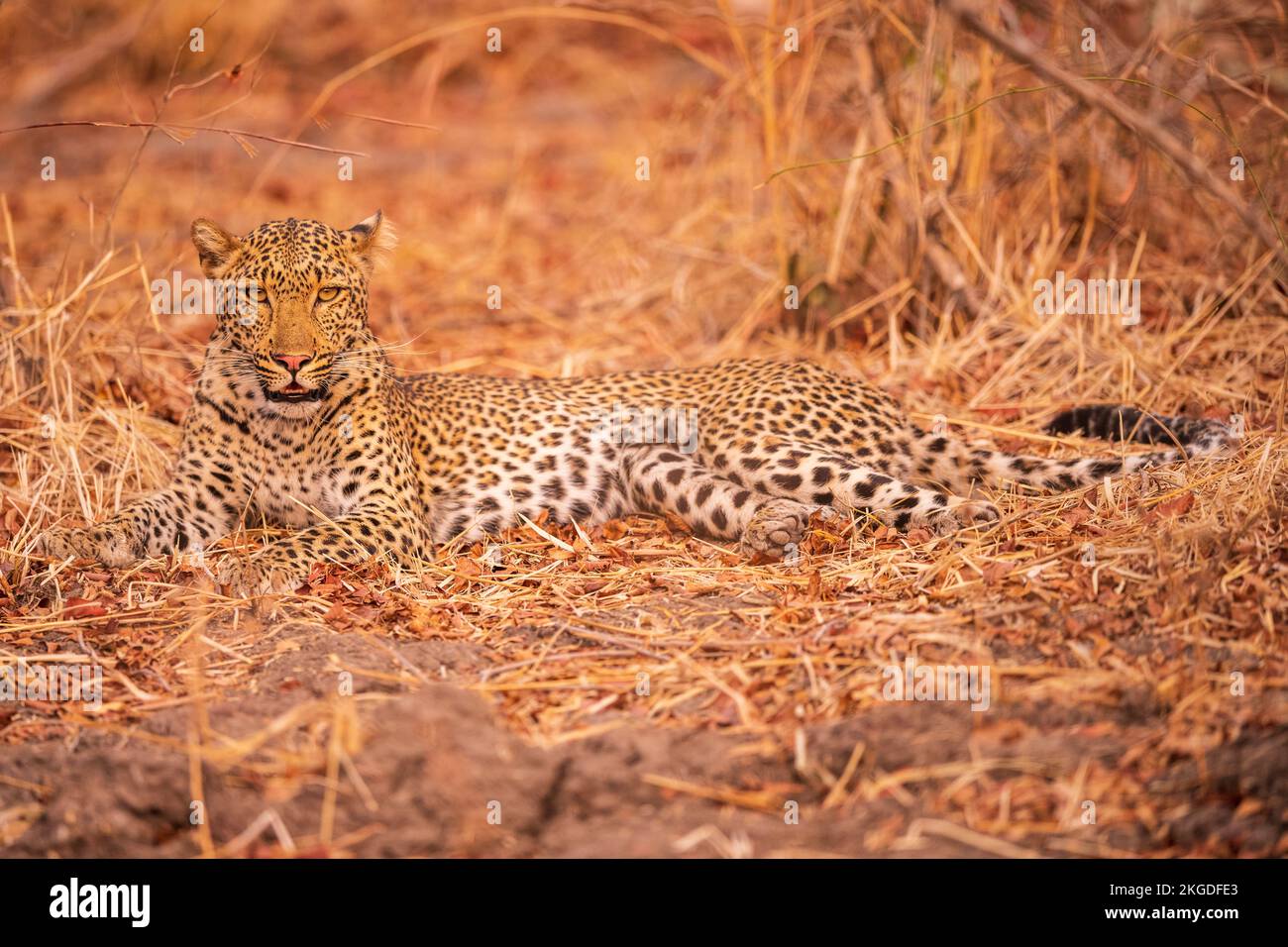 A female leopard in its habitation in south luangwa , zambia Stock ...