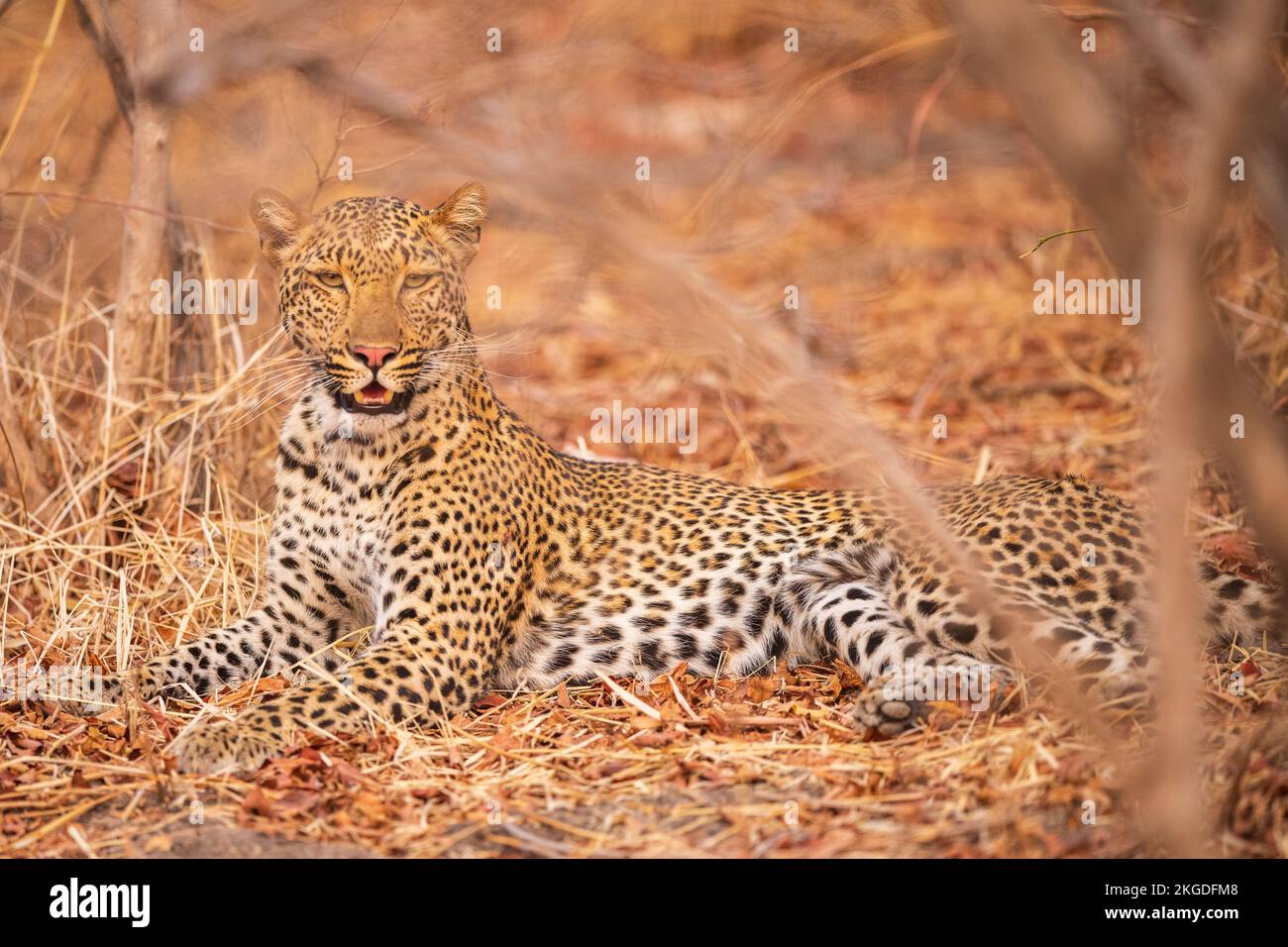 Sauvage solitaire hi-res stock photography and images - Alamy