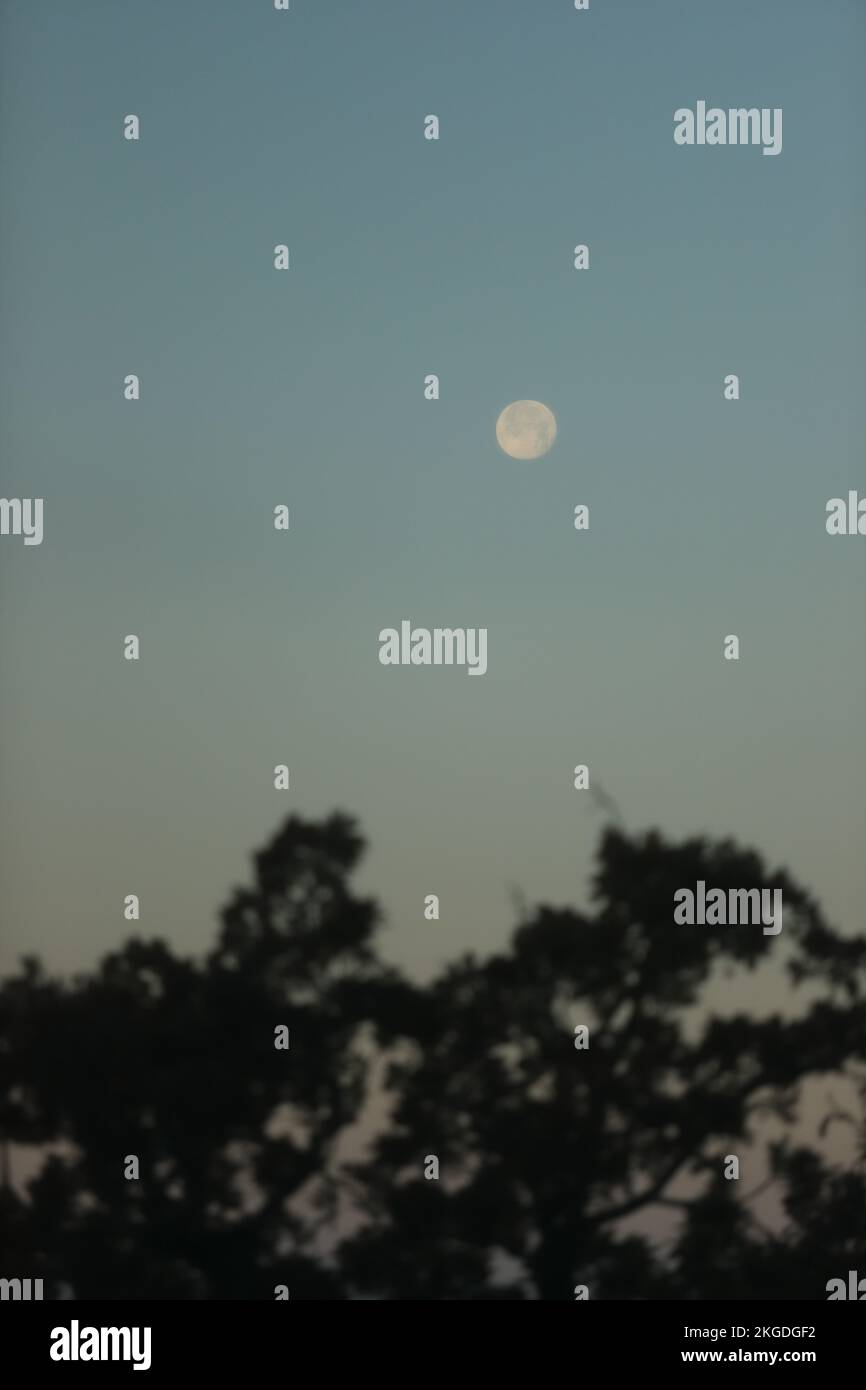 A silhouette of trees in background of colorful sky with moon during ...