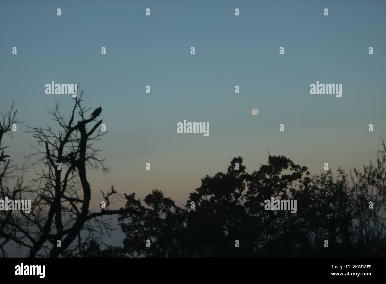 A silhouette of trees in background of colorful sky with moon during ...