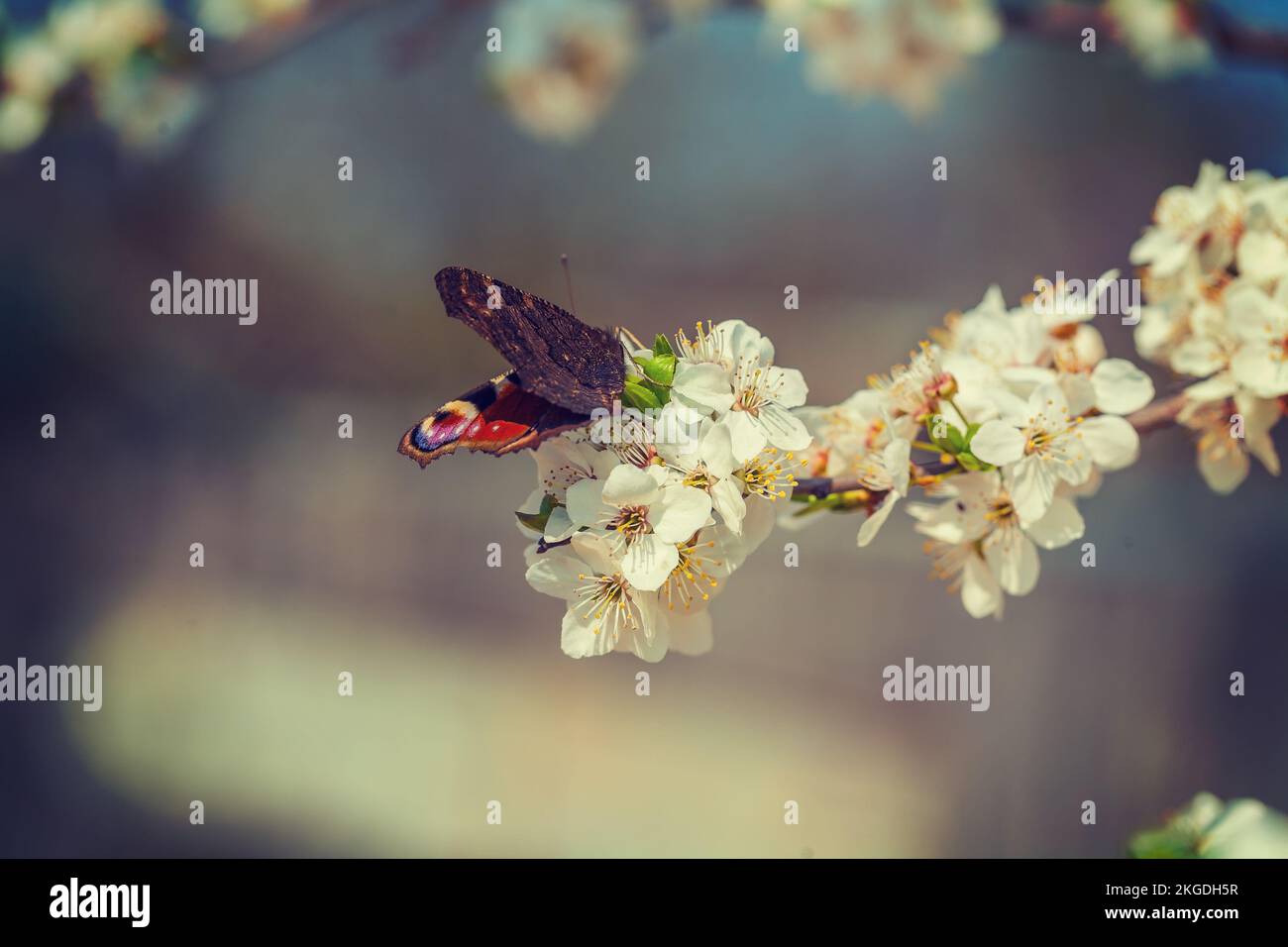 butterfly on flower of blossoming cherry tree instagram stile Stock ...