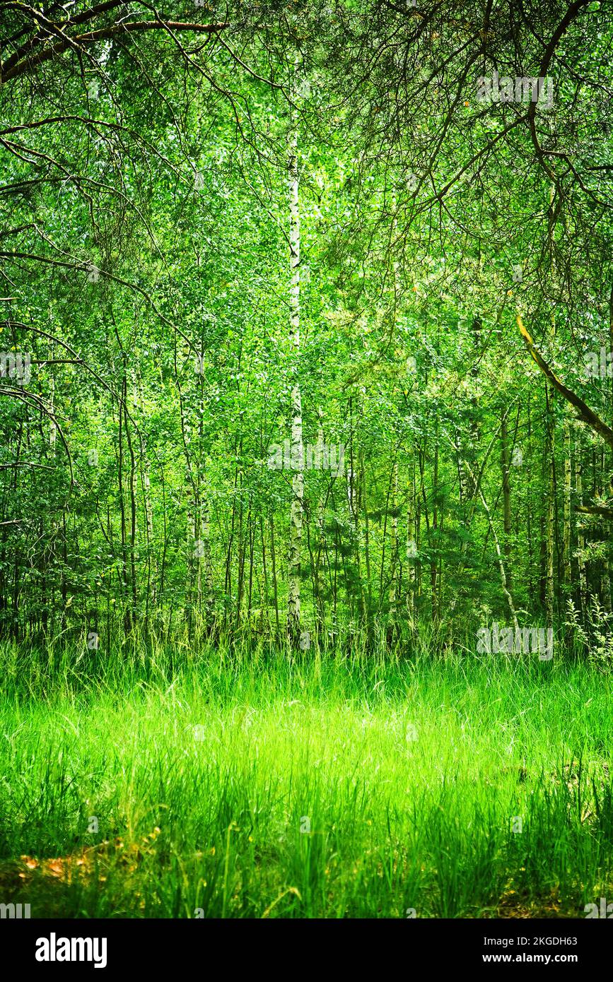 bush in deep forest Stock Photo - Alamy