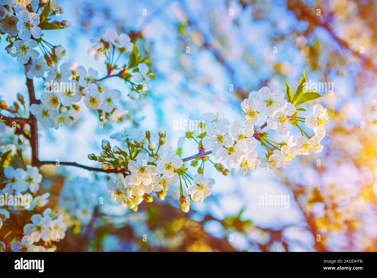 cherry tree blossom floral background inatagram stile Stock Photo - Alamy