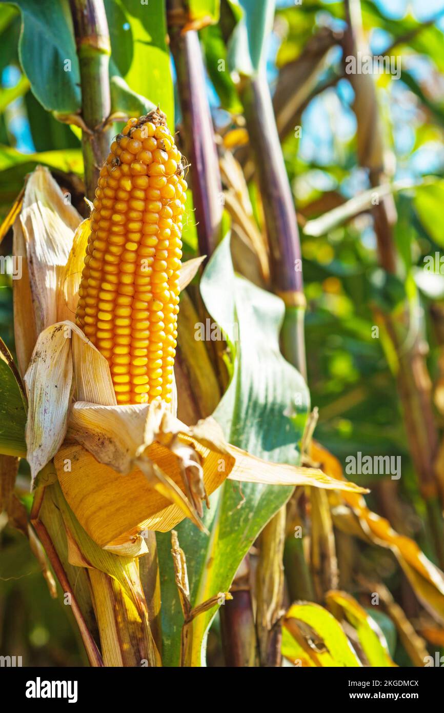 Ear of maize hi-res stock photography and images - Alamy