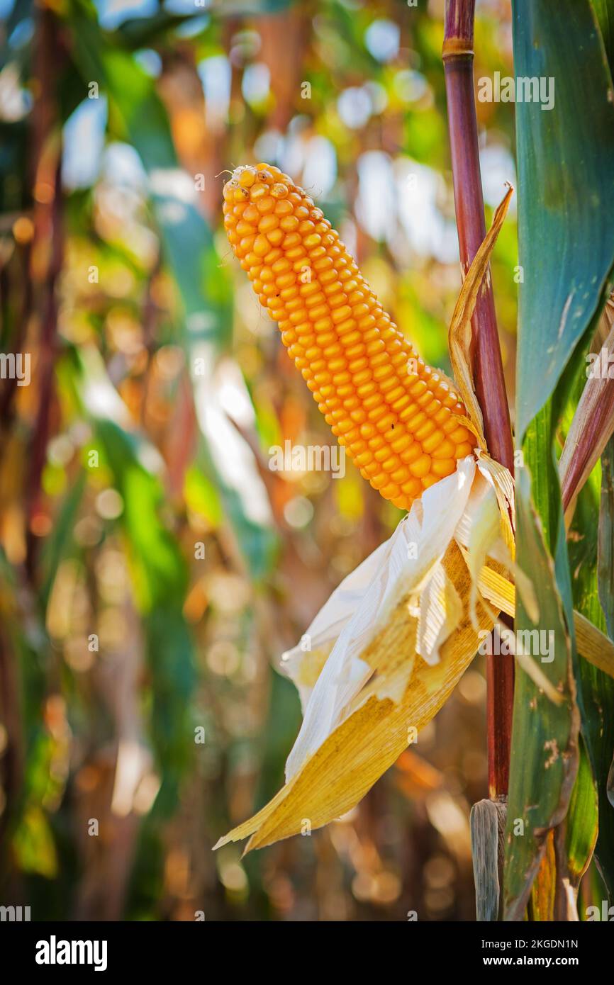 close up view maize corn on the cob agricultural concept Stock Photo ...