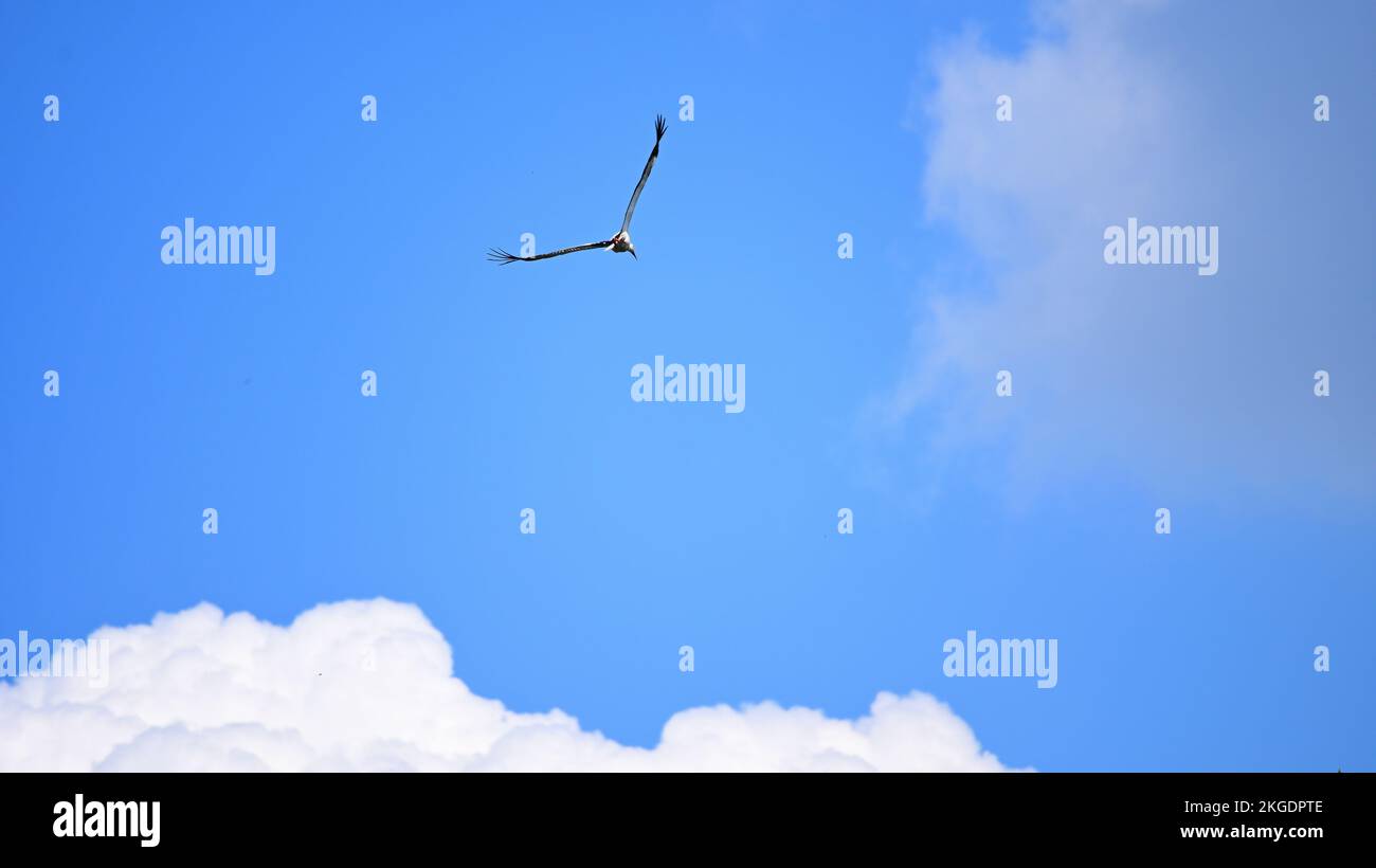 A bird flying in a blue sky Stock Photo - Alamy