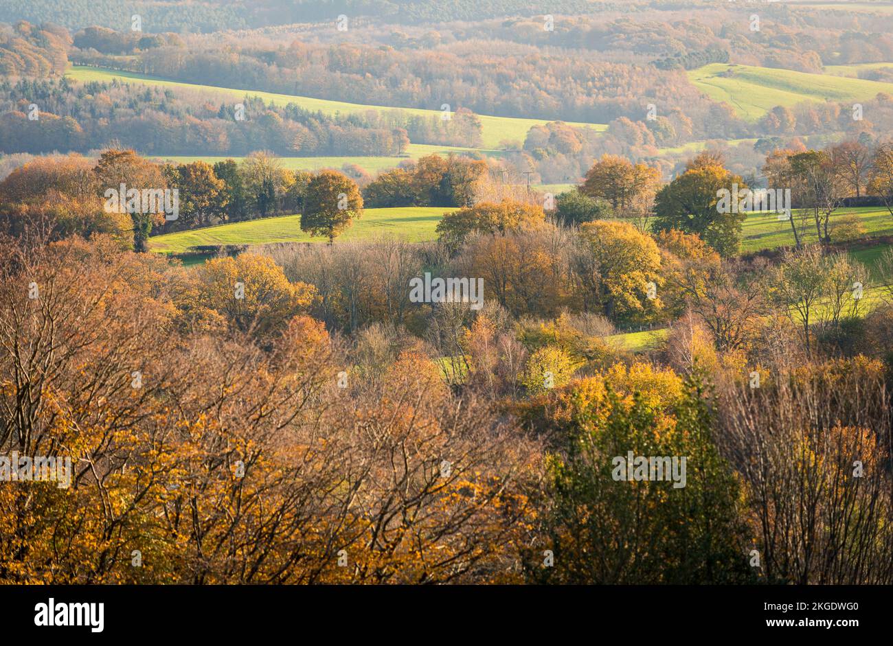 Ancient autumn woodland on the high weald near Silver Hill east Sussex ...