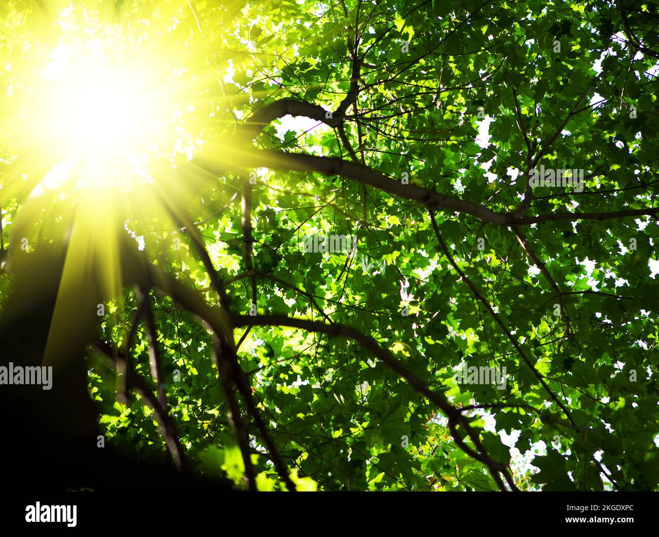 crone of tree with sun Stock Photo - Alamy