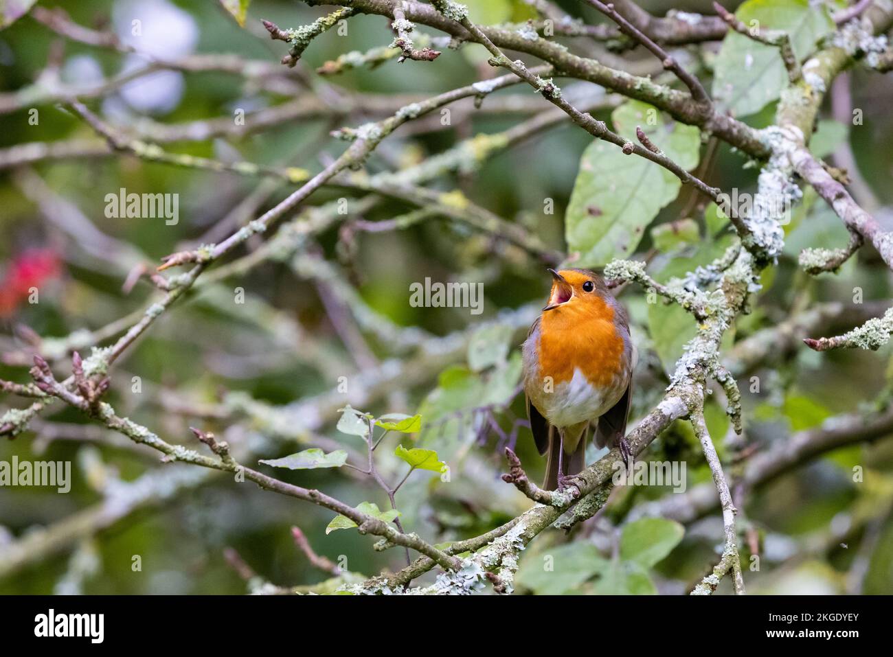 Robin territorial hi-res stock photography and images - Alamy