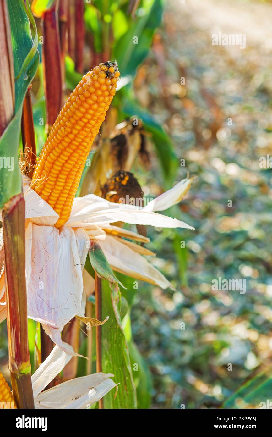 Maize stem ground hi-res stock photography and images - Alamy