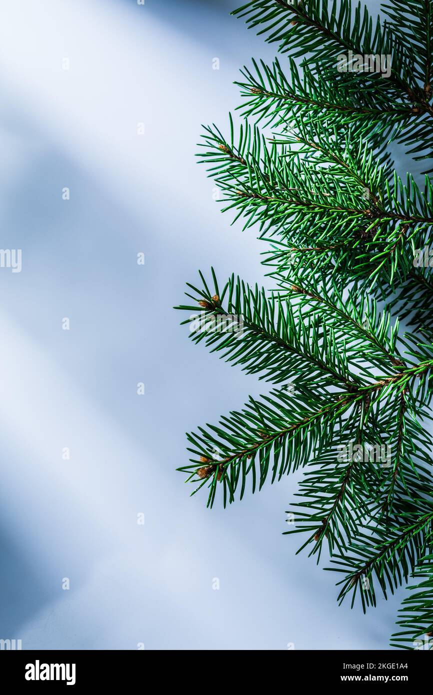 Evergreen tree branch on white background Stock Photo - Alamy