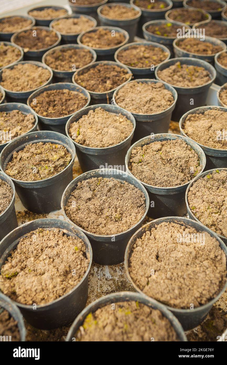 ground in plastical pots Stock Photo - Alamy