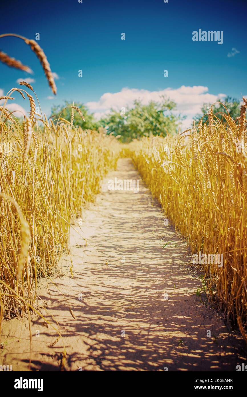 lane on wheat field before harvesting instagram stile Stock Photo - Alamy
