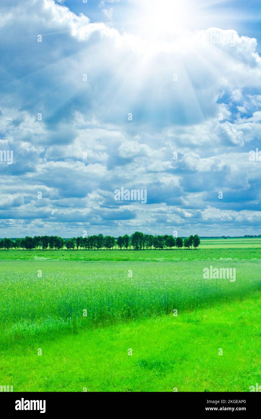 landscape of wheat field and green meadow with overcast sky Stock Photo ...