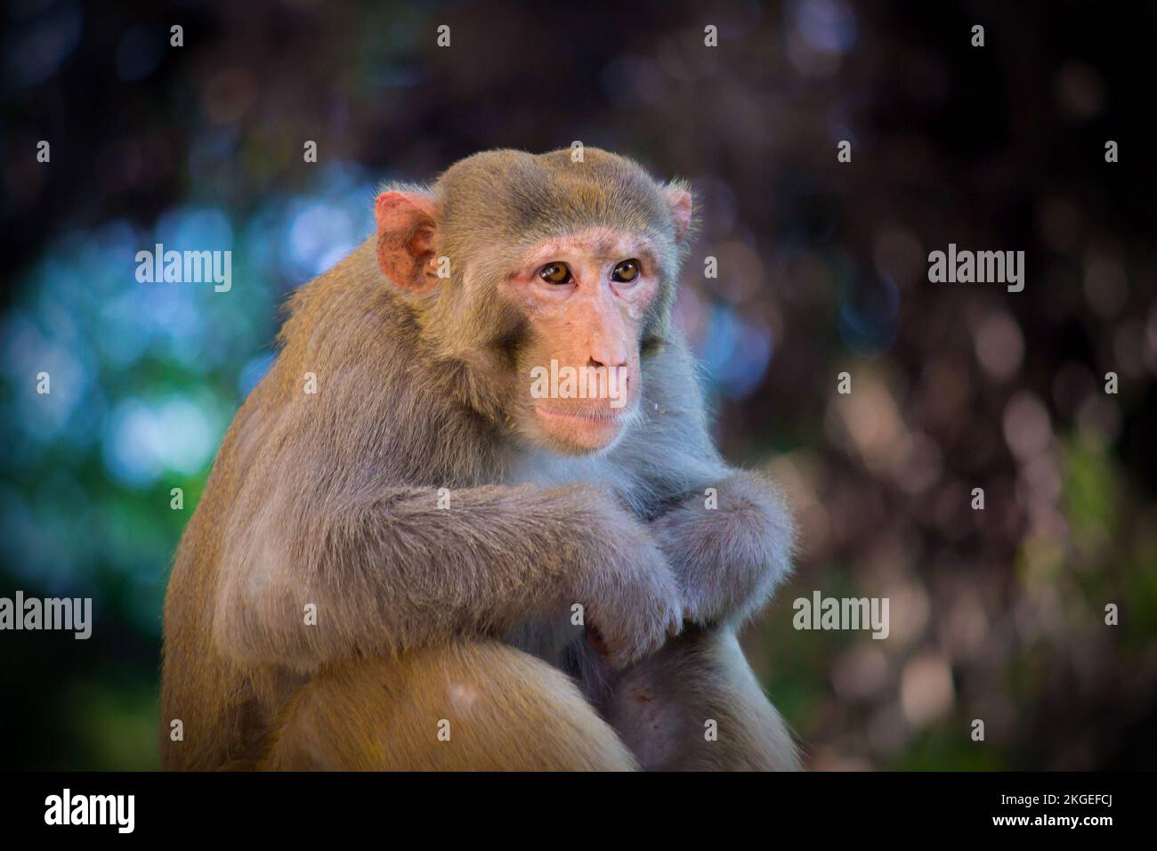Monkey faces hi-res stock photography and images - Alamy