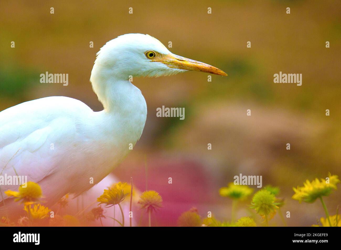 Portrait of Bubulcus ibis Or Heron Or Commonly know as the Cattle Egret ...