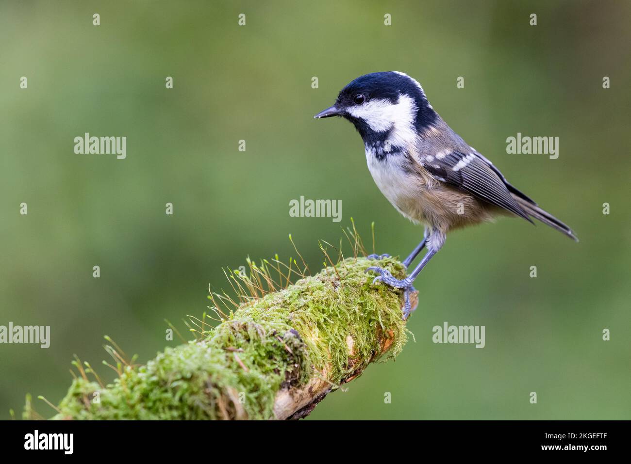 Coal tit [ Periparus ater ] on mossy log with clean out of focus ...