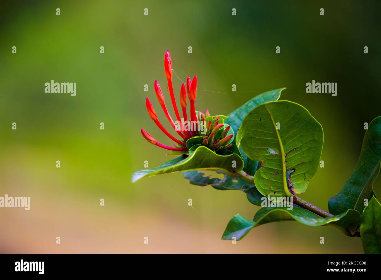 Ruby Red Pentas flower Or Birds Plant in full bloom against natures ...