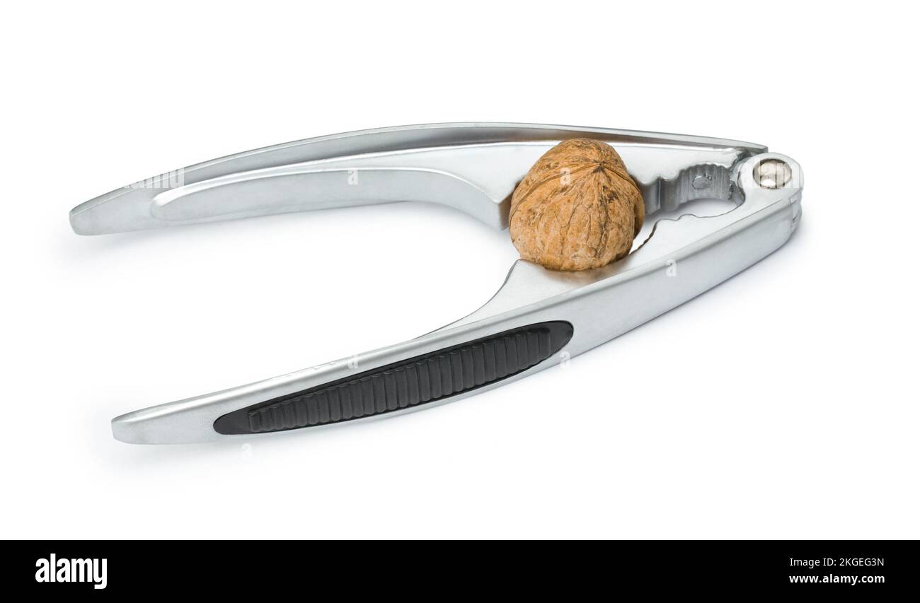 Nutcracker with the nut among jaws Stock Photo - Alamy