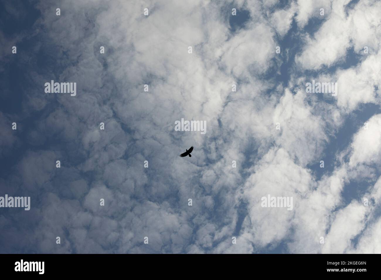 Bird in sky. Raven flies. Flight of bird against background of clouds ...