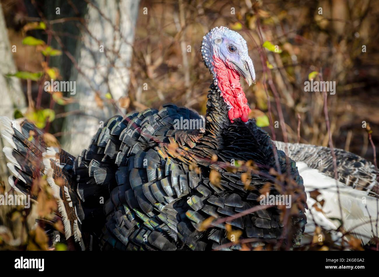 farm animal live turkey for thanksgiving thanks-giving Stock Photo - Alamy