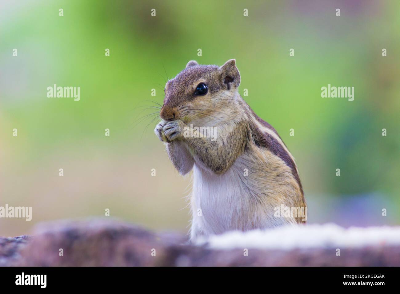 Indian Palm Squirrel or Rodent or also known as the chipmunk standing ...