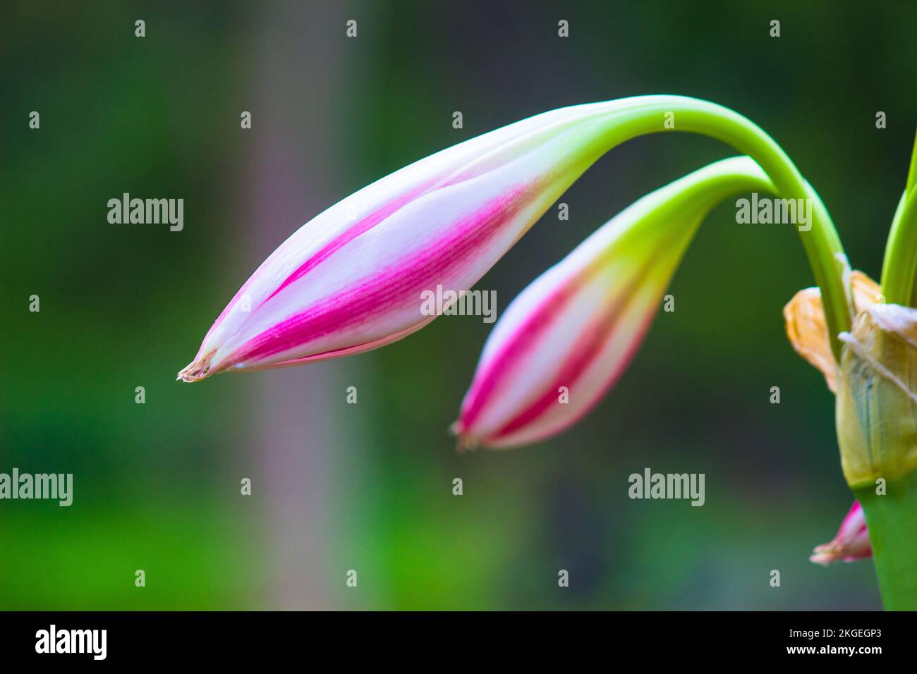 Wallpaper blooming hi-res stock photography and images - Alamy