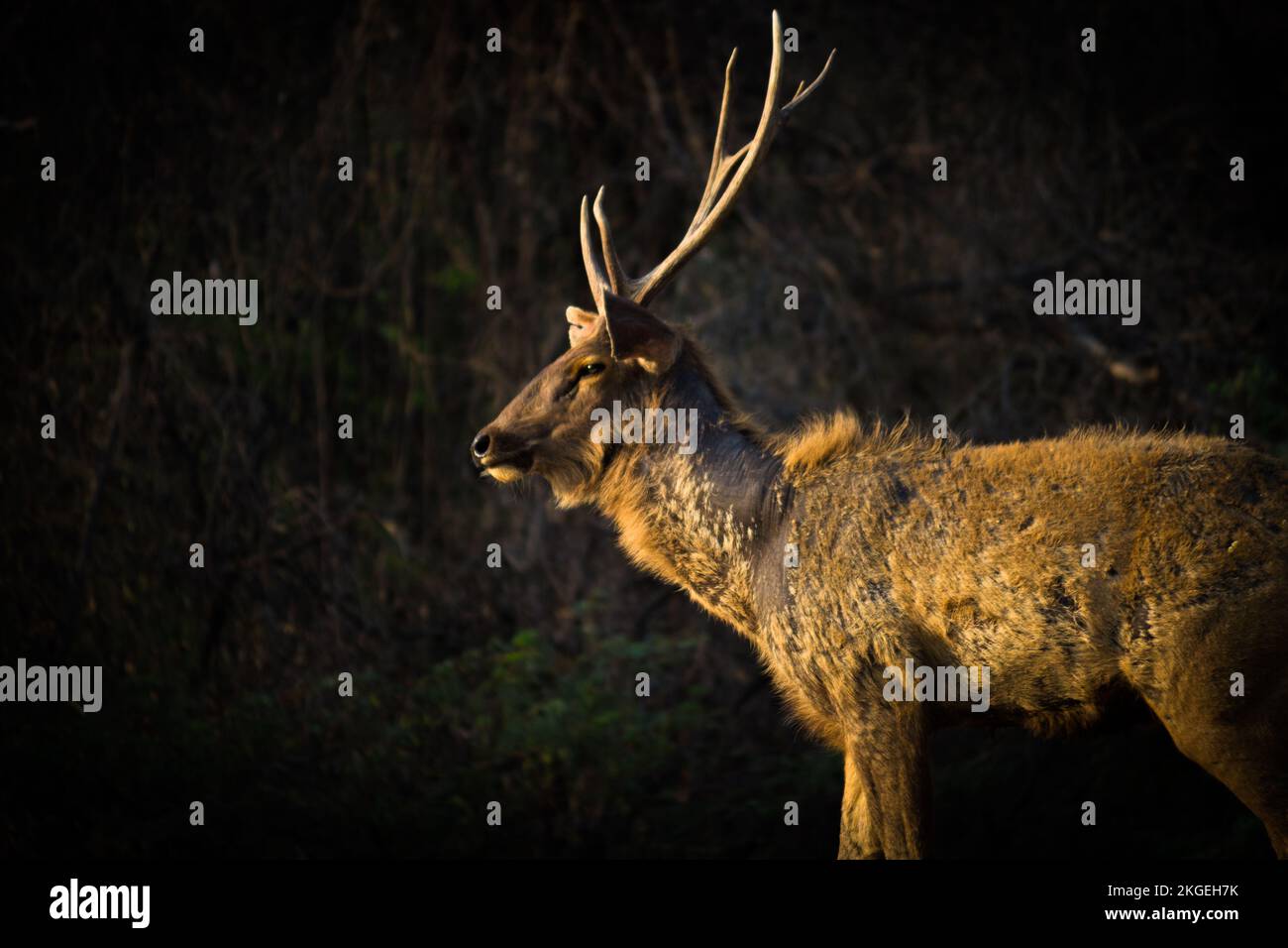 Whitetail deer side view hi-res stock photography and images - Alamy
