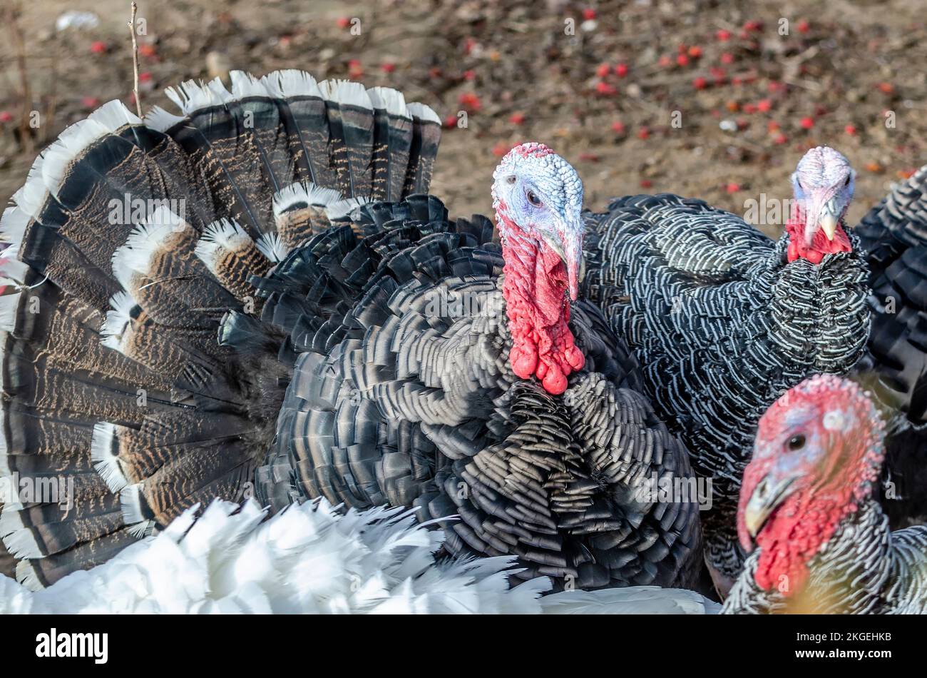 farm animal live turkey for thanksgiving thanks-giving Stock Photo - Alamy