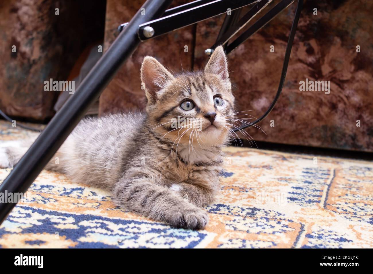 A little little kitten lies on the carpet Stock Photo - Alamy