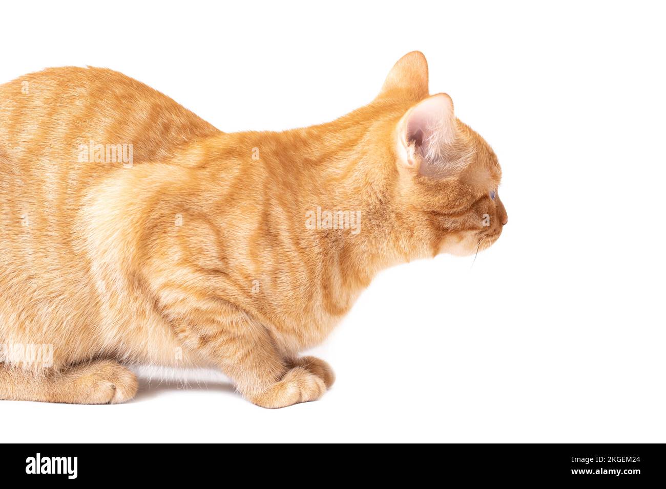 Red kitten isolated on a white background Stock Photo - Alamy