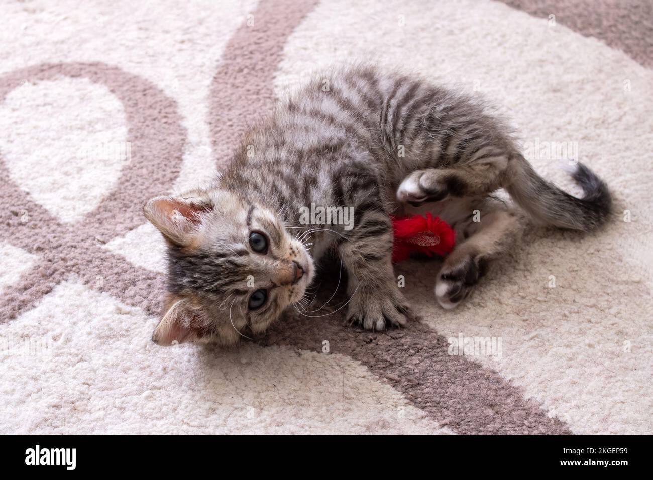 Grey toy mouse playing hi-res stock photography and images - Alamy