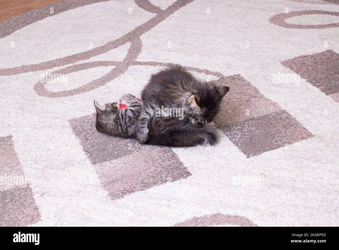 Two little little kittens playing at home Stock Photo - Alamy